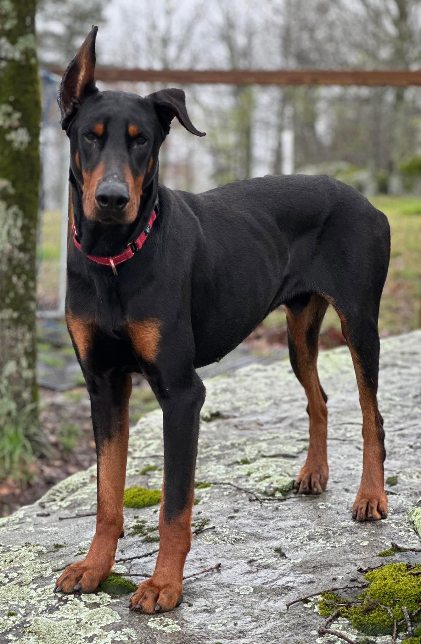 Dog for Adoption - Aries, a Doberman Pinscher in East Brooklyn, CT ...