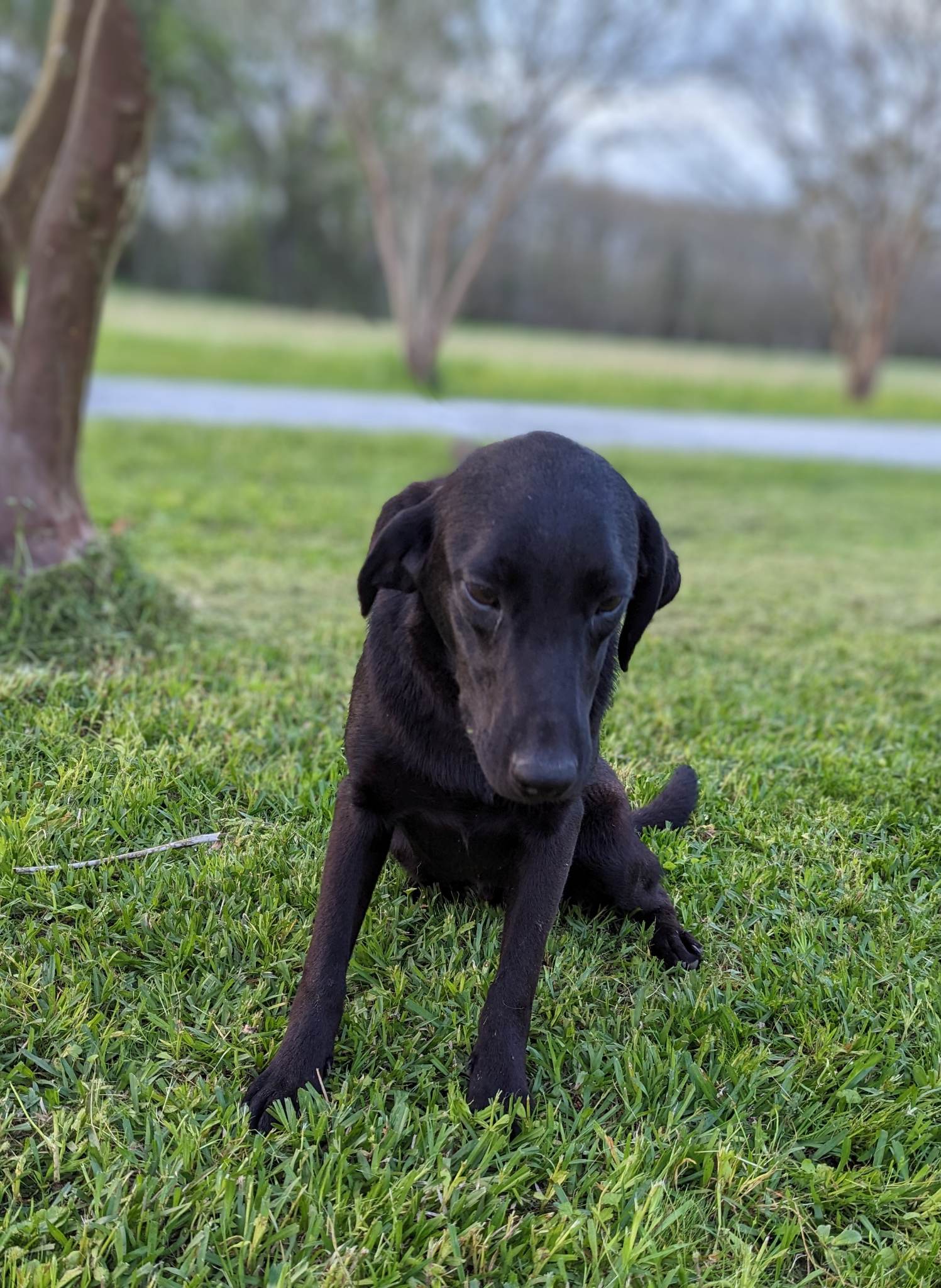 Dog for Adoption - Oscar, a Labrador Retriever in Plainfield Village ...