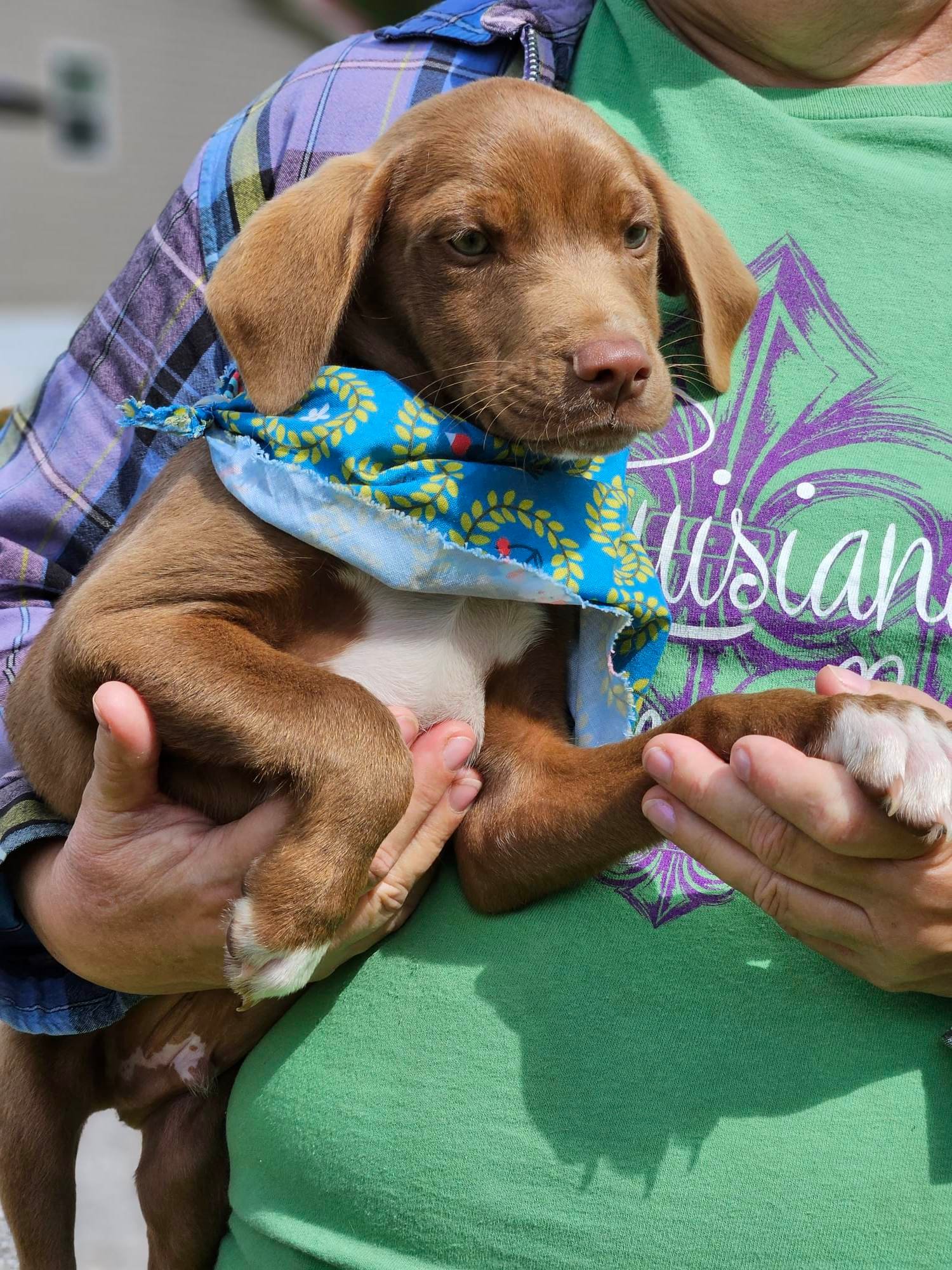 Dog for Adoption - Lindt Lindor ChocolateCandy *LOCAL*, a Hound in East ...