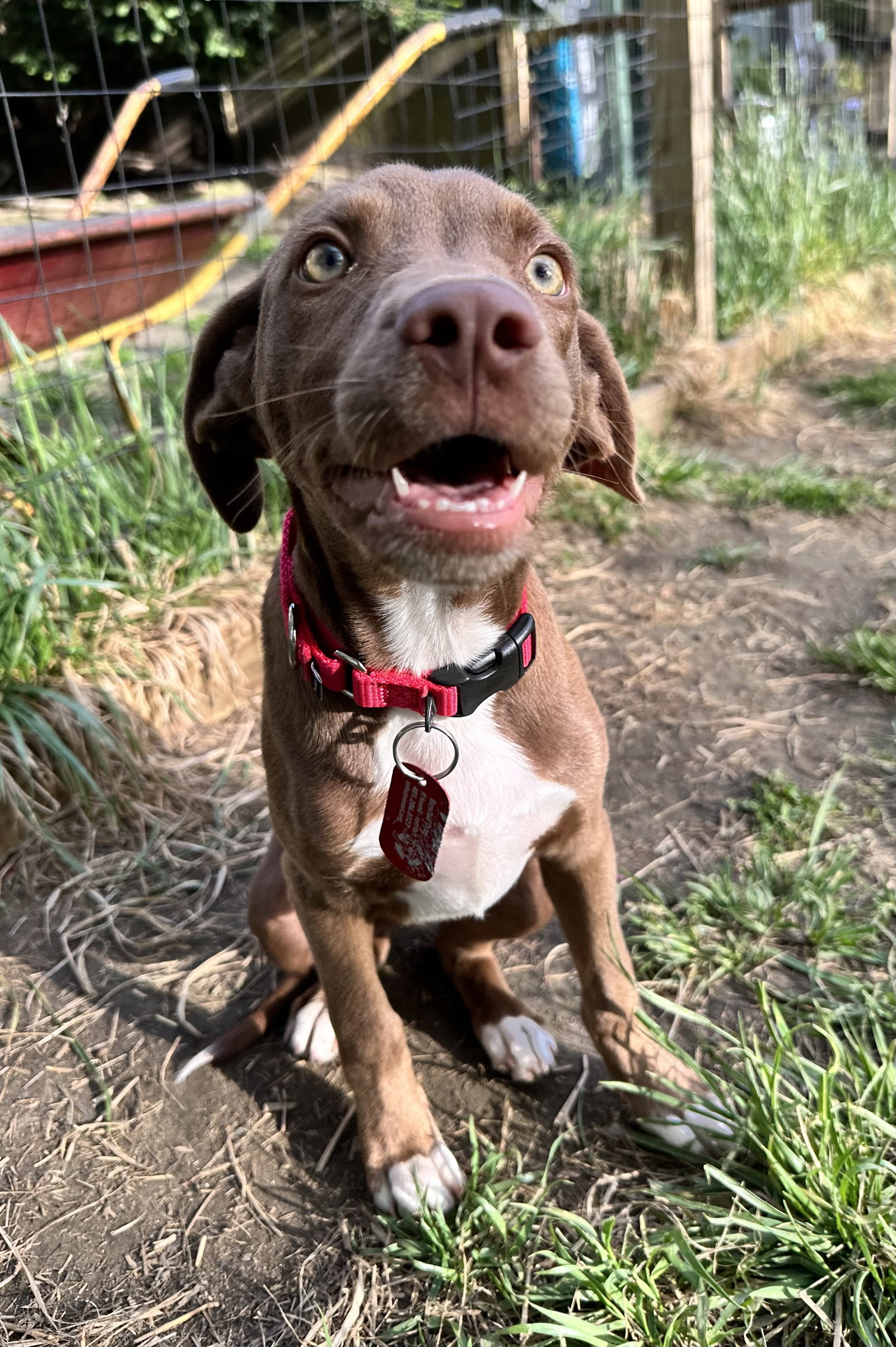 Dog for Adoption - Lindt Lindor ChocolateCandy *LOCAL*, a Hound in East ...