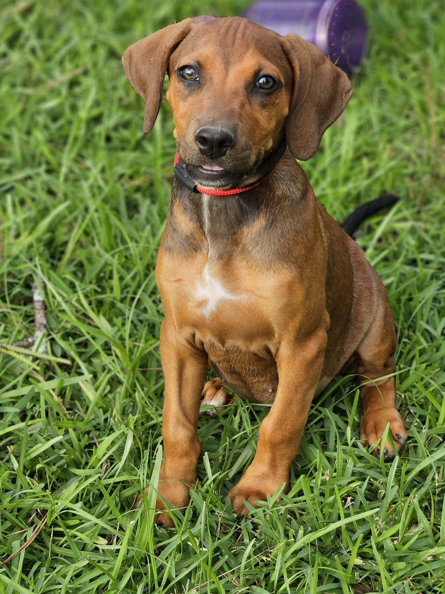 Dog for Adoption - Lainie Bella - MEET ME!, a Doberman Pinscher in East ...