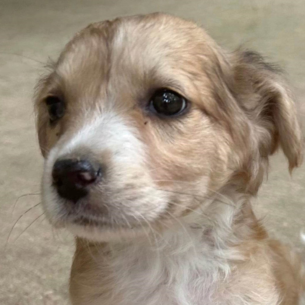 Dog for Adoption - Rusty Rust Crayola - MEET ME!, a Australian Shepherd ...