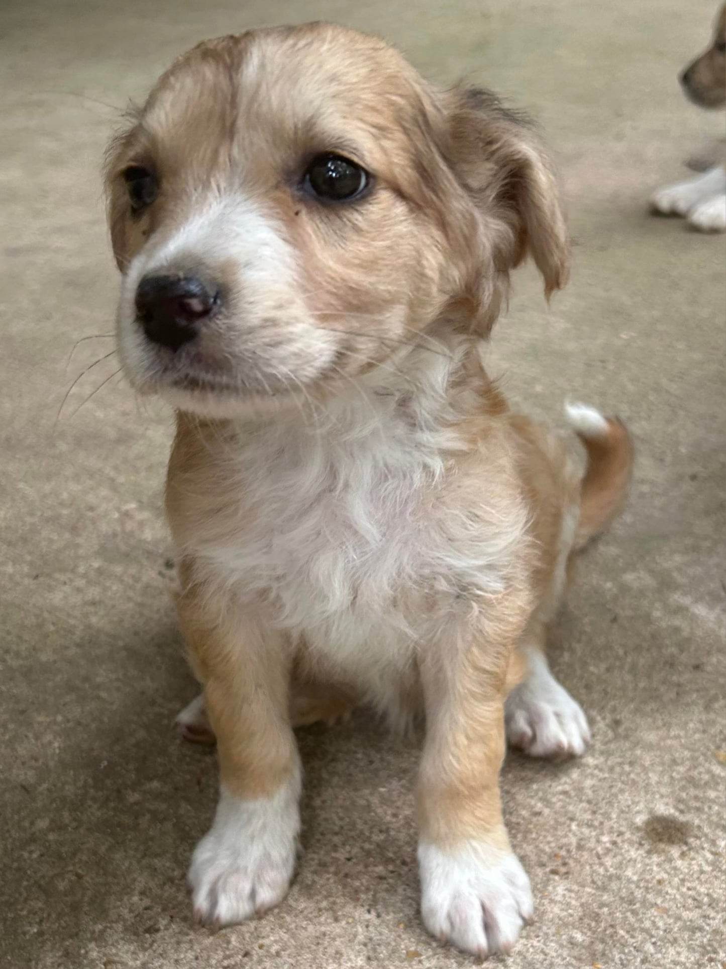 Dog for Adoption - Rusty Rust Crayola - MEET ME!, a Australian Shepherd ...
