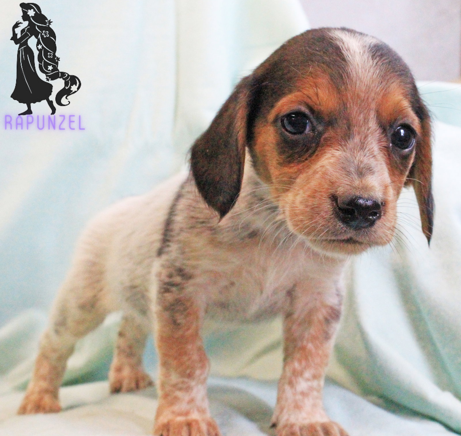Dog for Adoption - Rapunzel Disney, a Basset Hound in Marion Center, MA ...