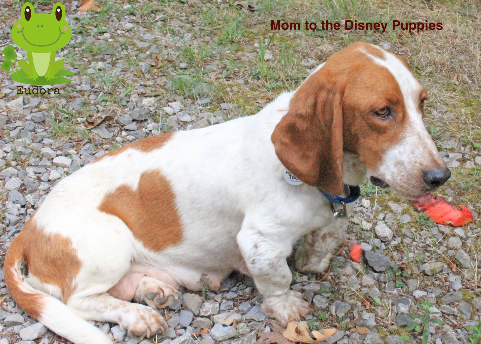 Dog for Adoption - Rapunzel Disney, a Basset Hound in Marion Center, MA ...