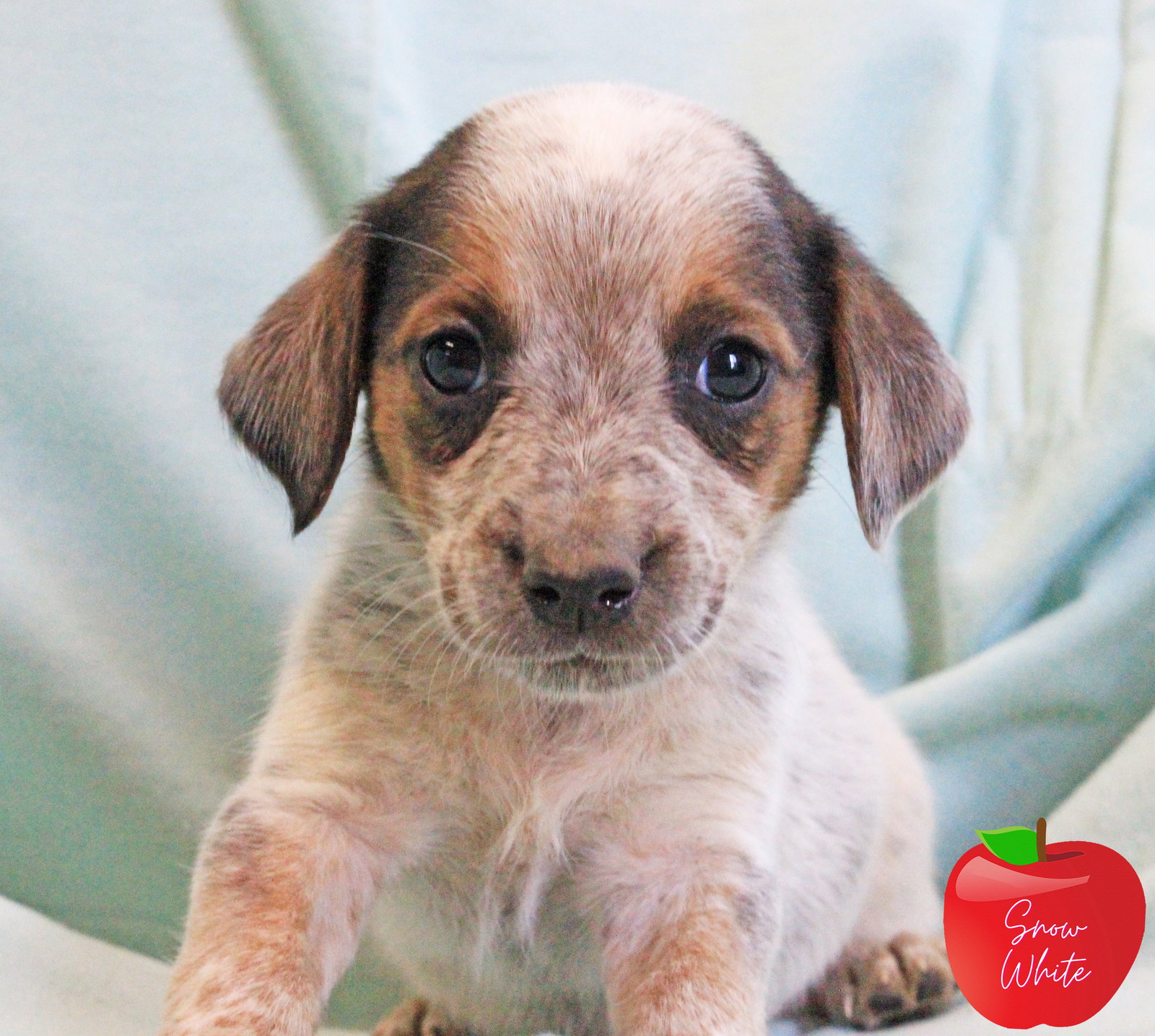 Dog for Adoption - Snow White Disney, a Basset Hound in Marion Center ...