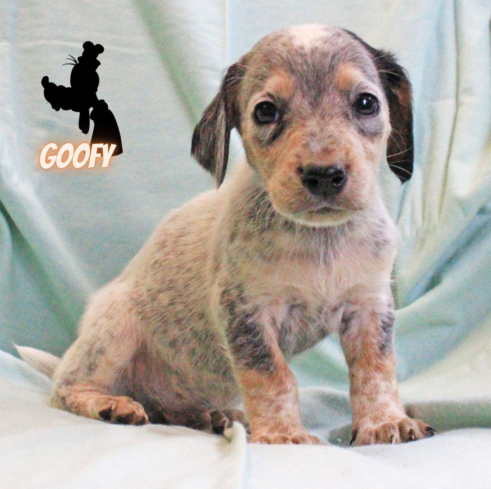 Dog for Adoption - Goofy Disney, a Basset Hound in Acushnet Center, MA ...