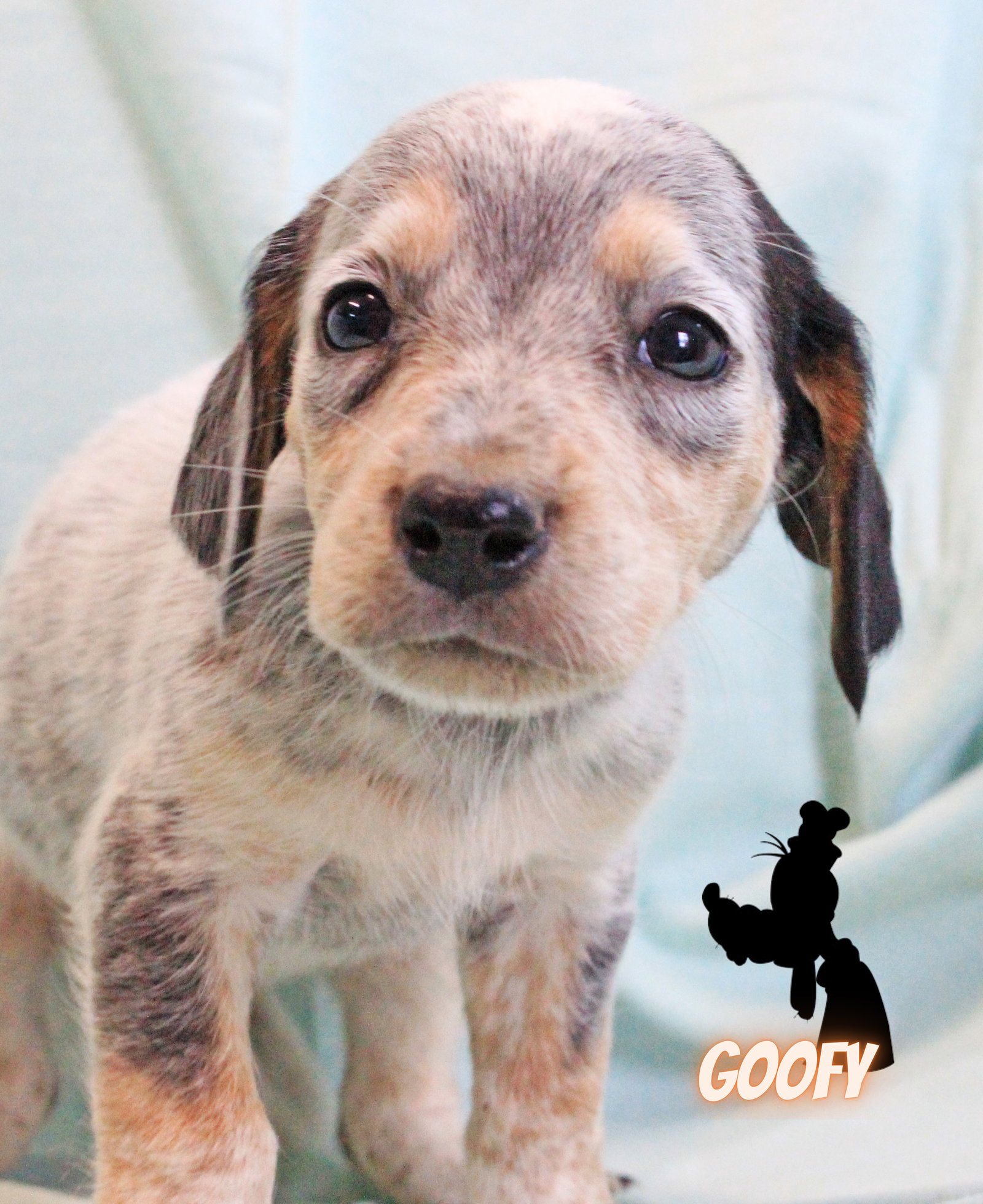 Dog for Adoption - Goofy Disney, a Basset Hound in Chester Center, CT ...