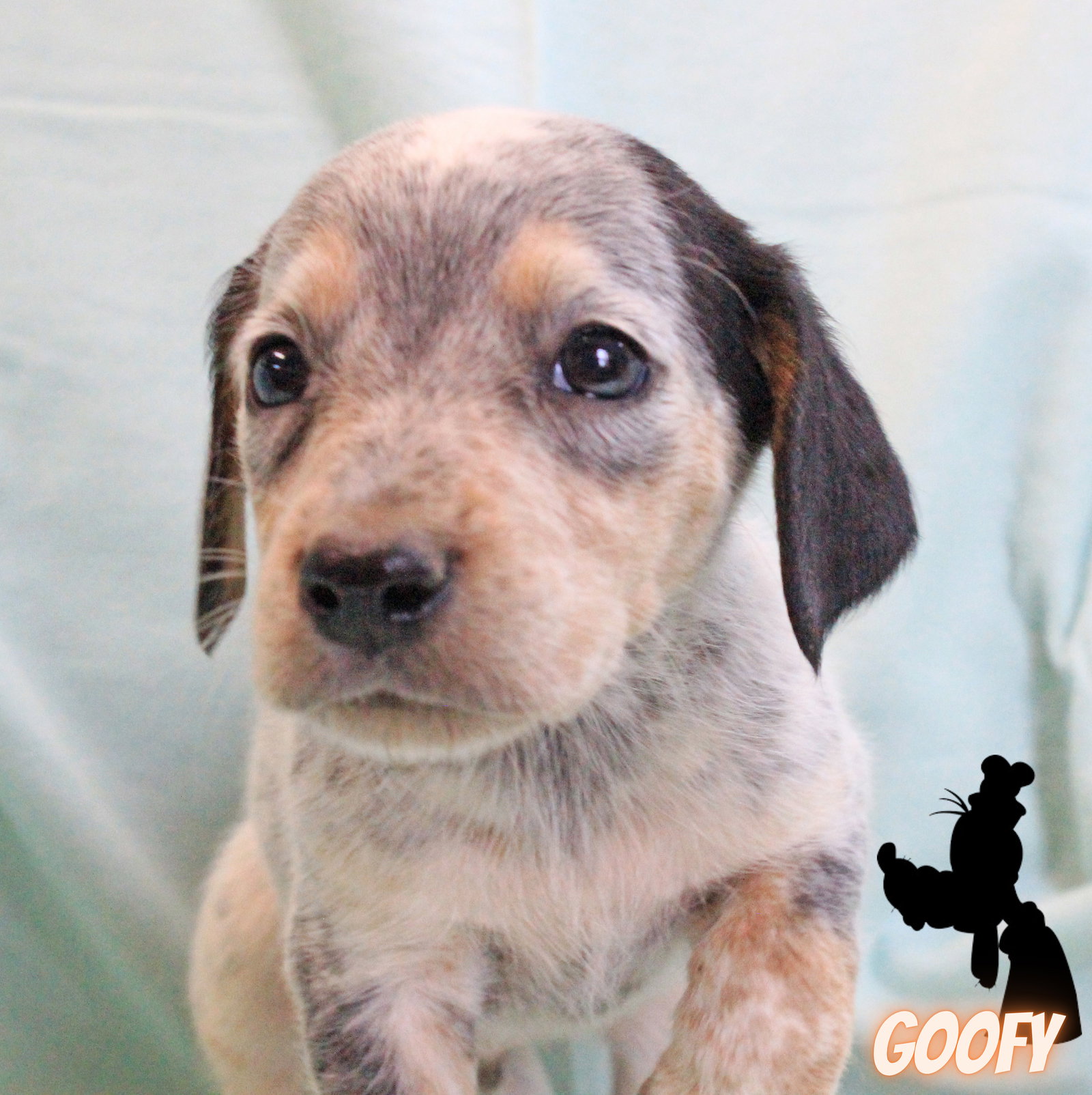 Dog for Adoption - Goofy Disney, a Basset Hound in Chester Center, CT ...