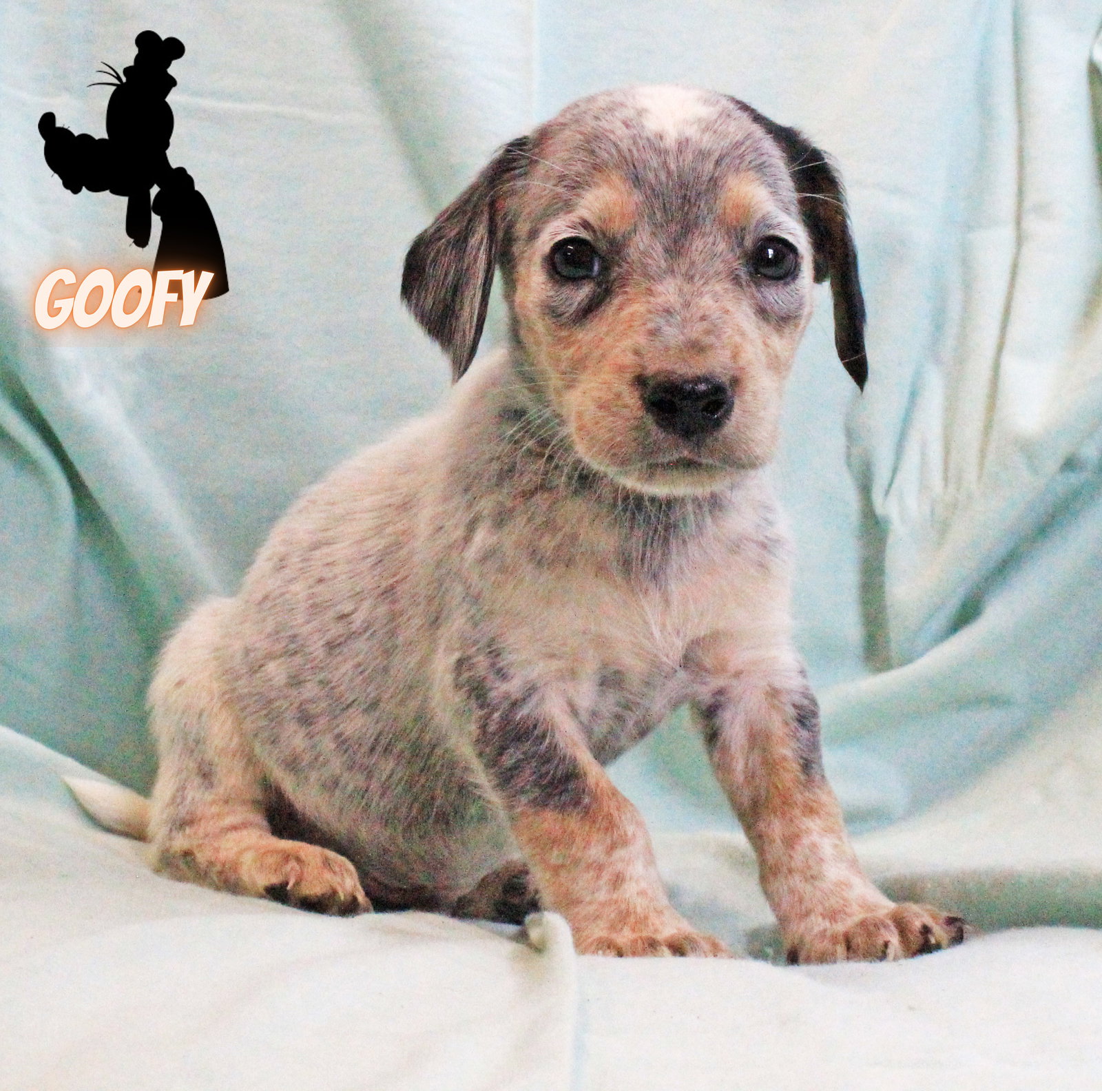 Dog for Adoption - Goofy Disney, a Basset Hound in Chester Center, CT ...