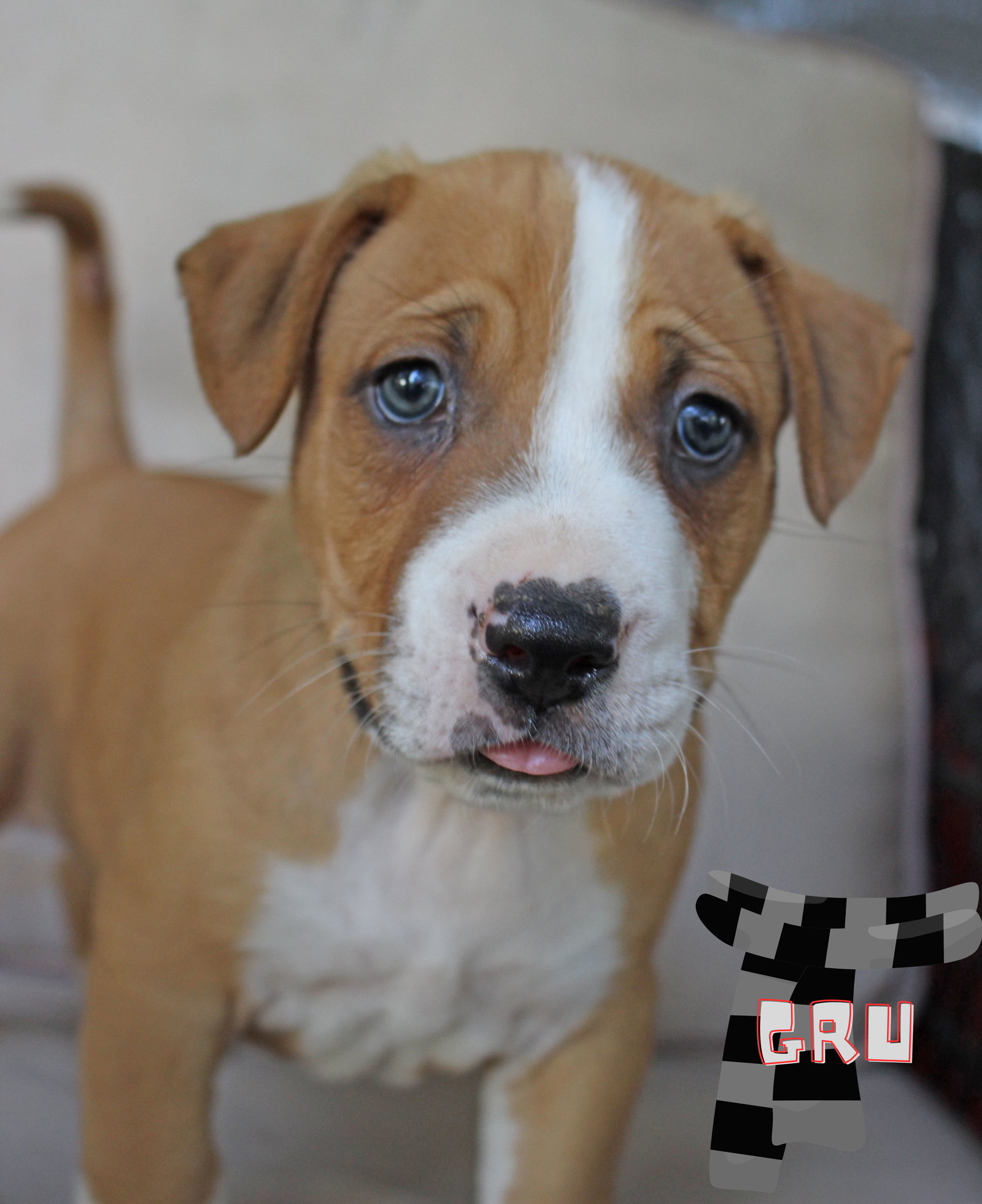 Dog for Adoption - Gru DespicableMe, a Boxer in Fall River, MA | Alpha Paw
