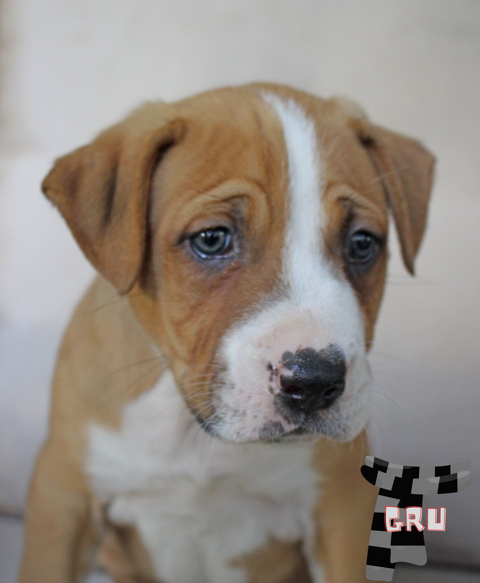 Dog for Adoption - Gru DespicableMe, a Boxer in Fall River, MA | Alpha Paw