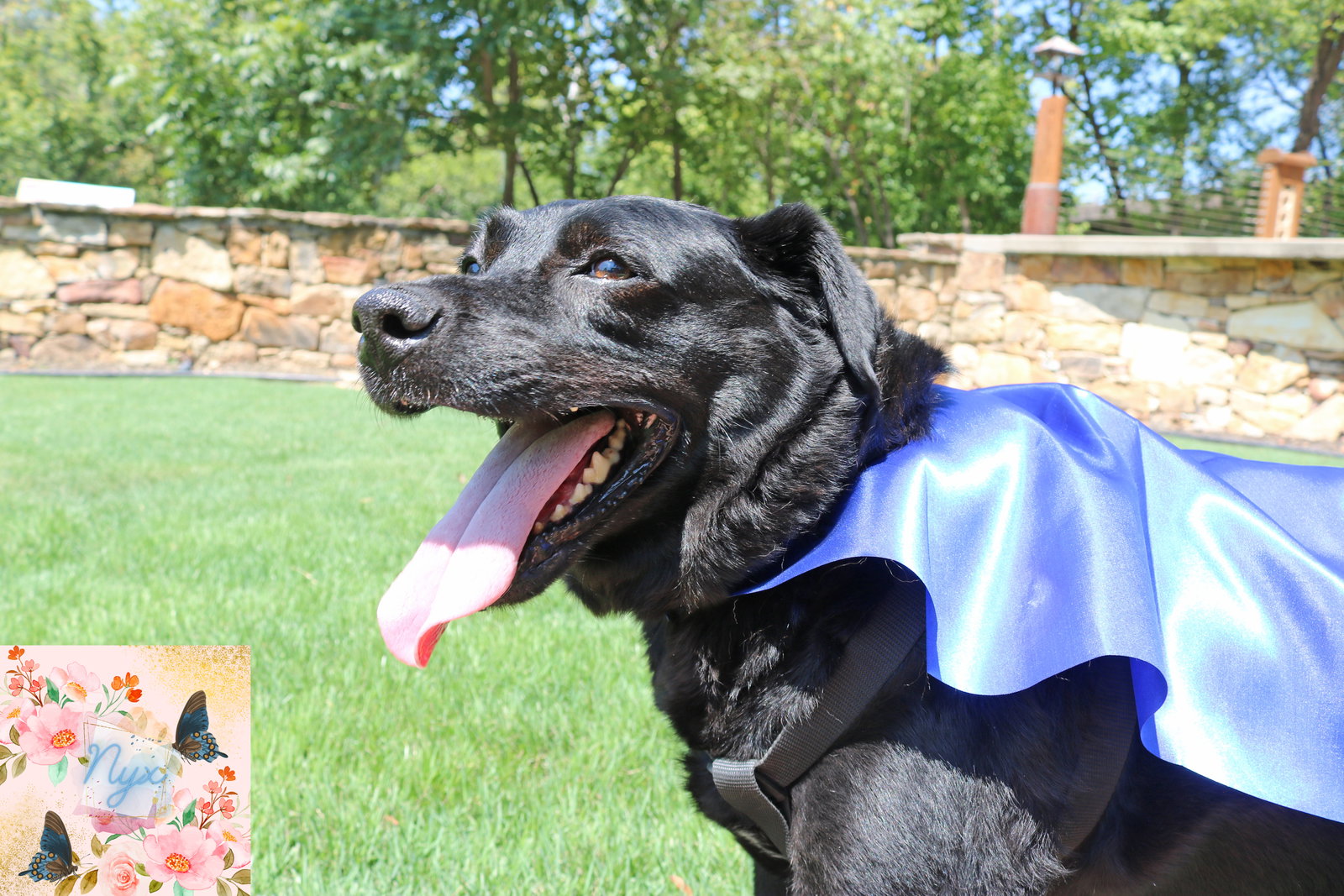Dog for Adoption - Nyx *LOCAL* MEET ME!, a Labrador Retriever in East ...