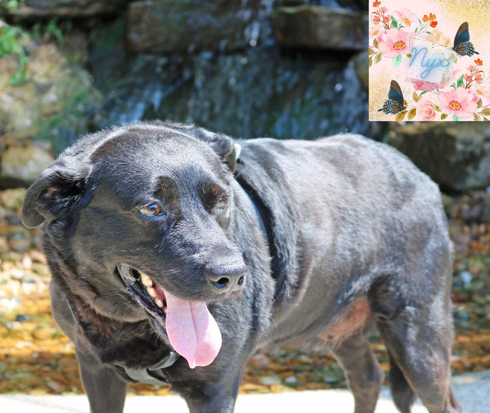 Dog for Adoption - Nyx *LOCAL* MEET ME!, a Labrador Retriever in East ...