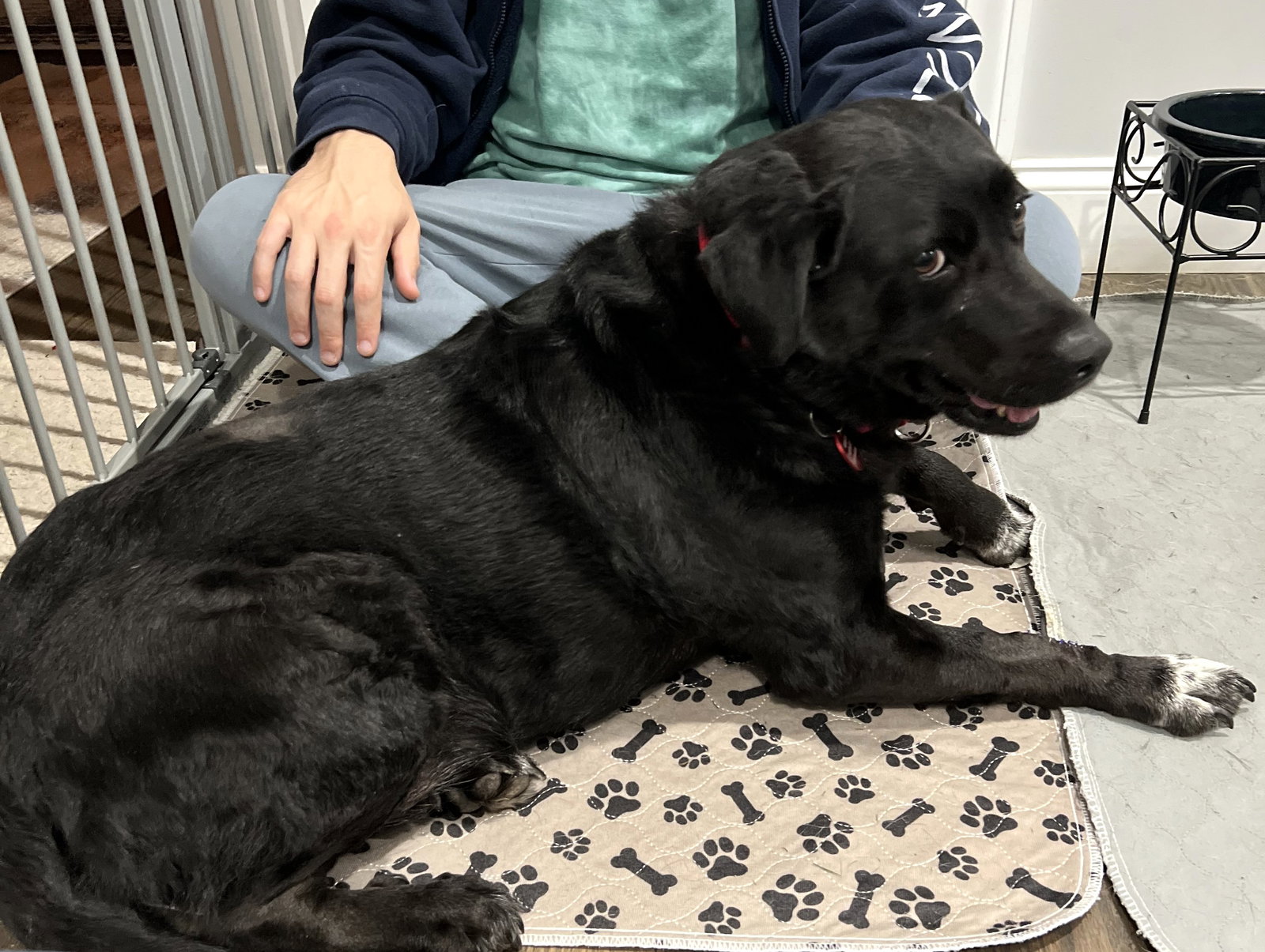 Dog for Adoption - Nyx *LOCAL* MEET ME!, a Labrador Retriever in East ...
