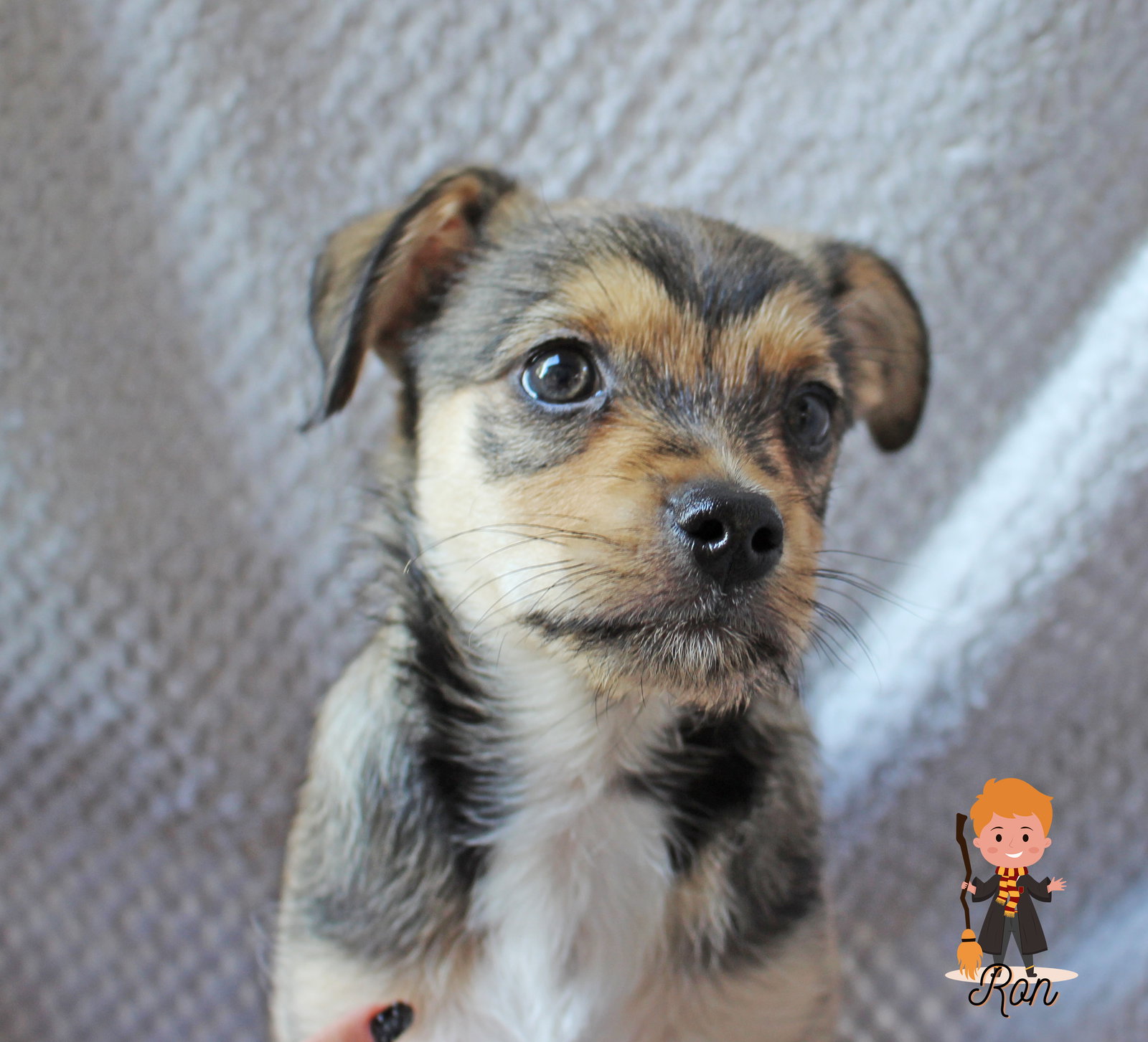 Dog adoption in Warwick, RI 02886: Terrier / Mixed (short coat) Dog ...