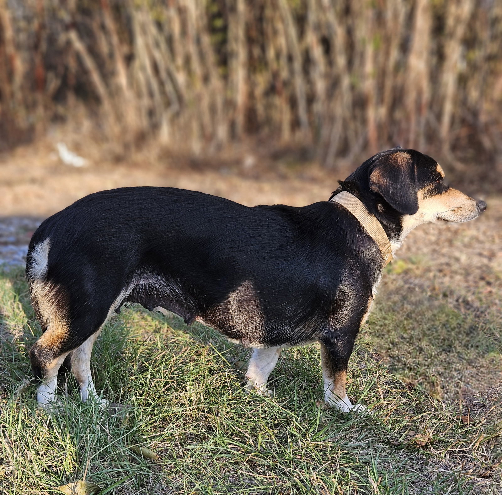 Dog for Adoption - Laverne *LOCAL*, a Corgi in Foxborough, MA | Alpha Paw