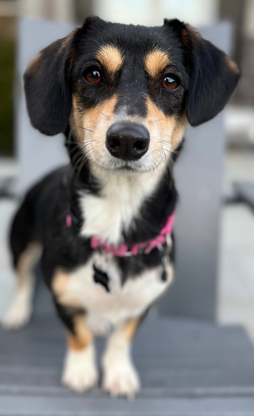 Dog for Adoption - Laverne *LOCAL*, a Corgi in West Tisbury, MA | Alpha Paw