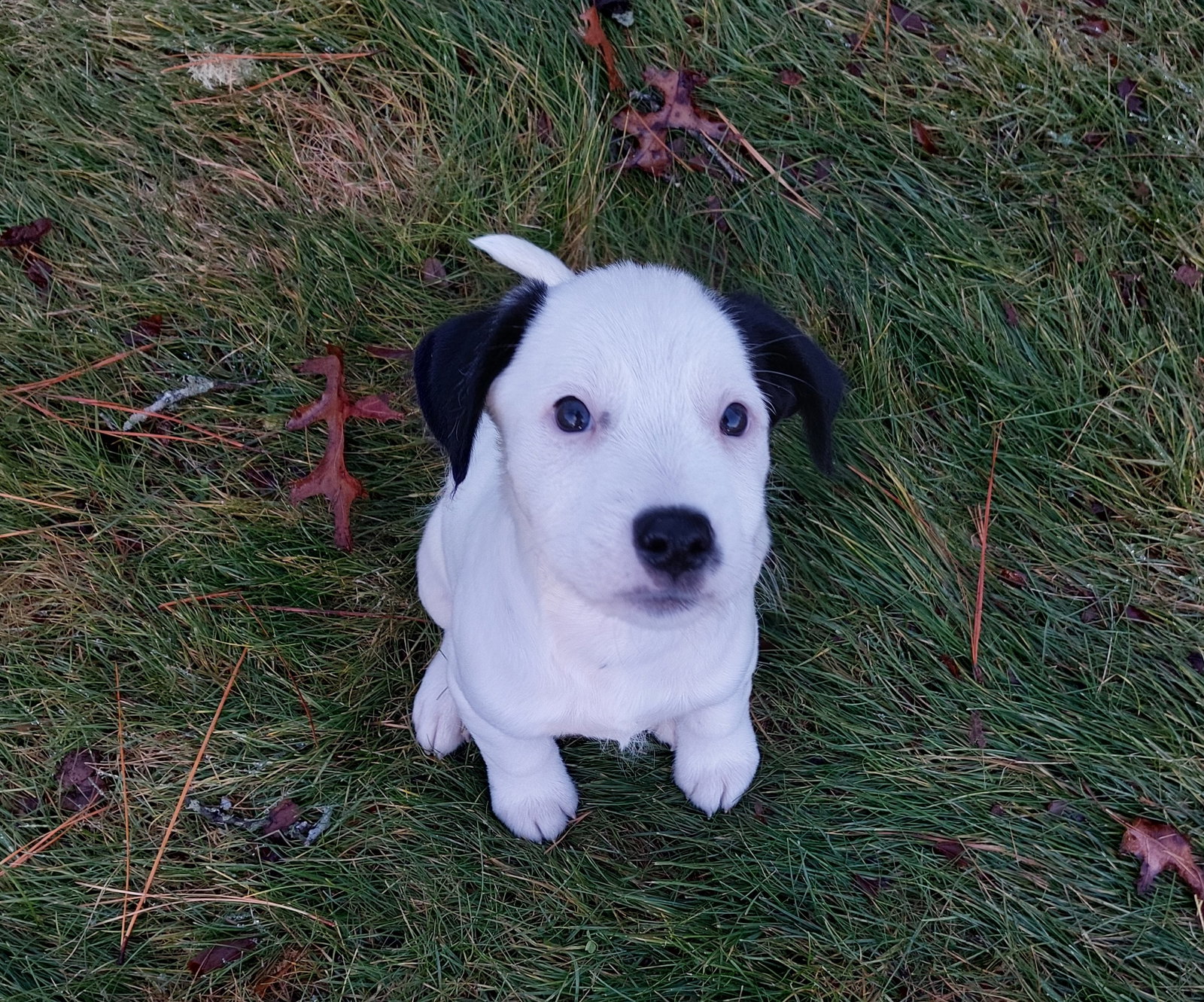 Dog for Adoption - Oogie Nightmare Before Christmas *LOCAL*, a Terrier ...