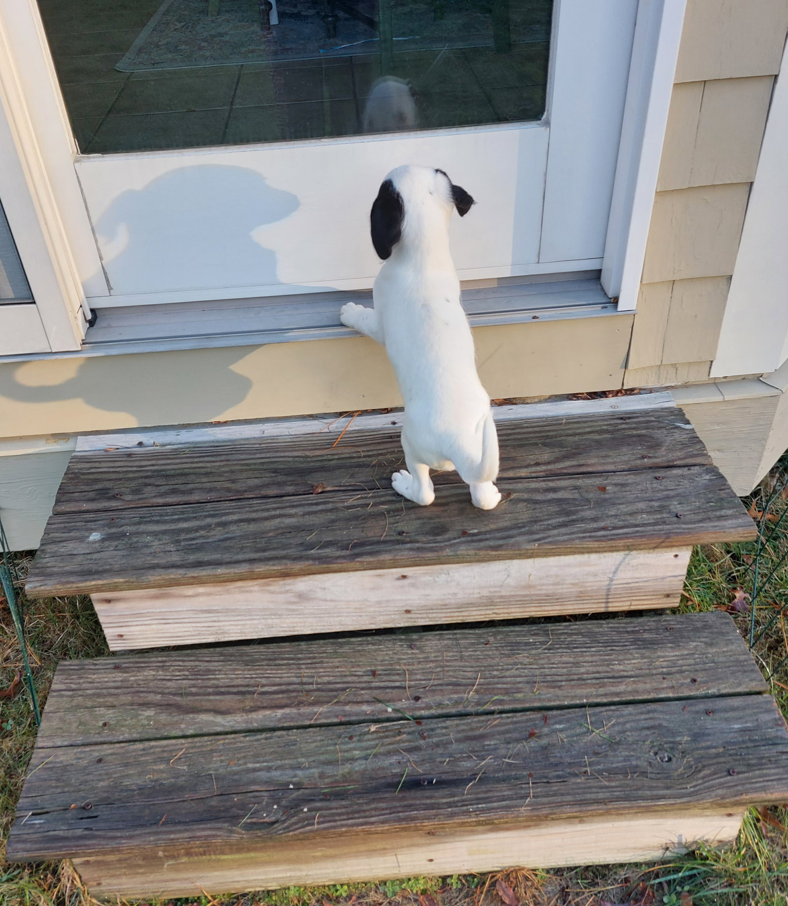 Dog for Adoption - Oogie Nightmare Before Christmas *LOCAL*, a Terrier ...