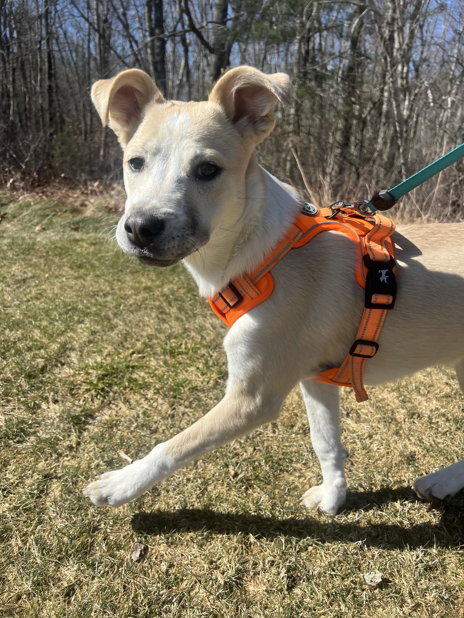 Dog for Adoption - Charlize Theron *LOCAL*, a Australian Cattle Dog ...