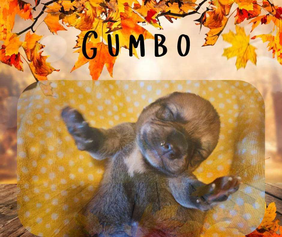 Dog for Adoption - Gumbo, a Shetland Sheepdog Sheltie in Dudley, MA ...