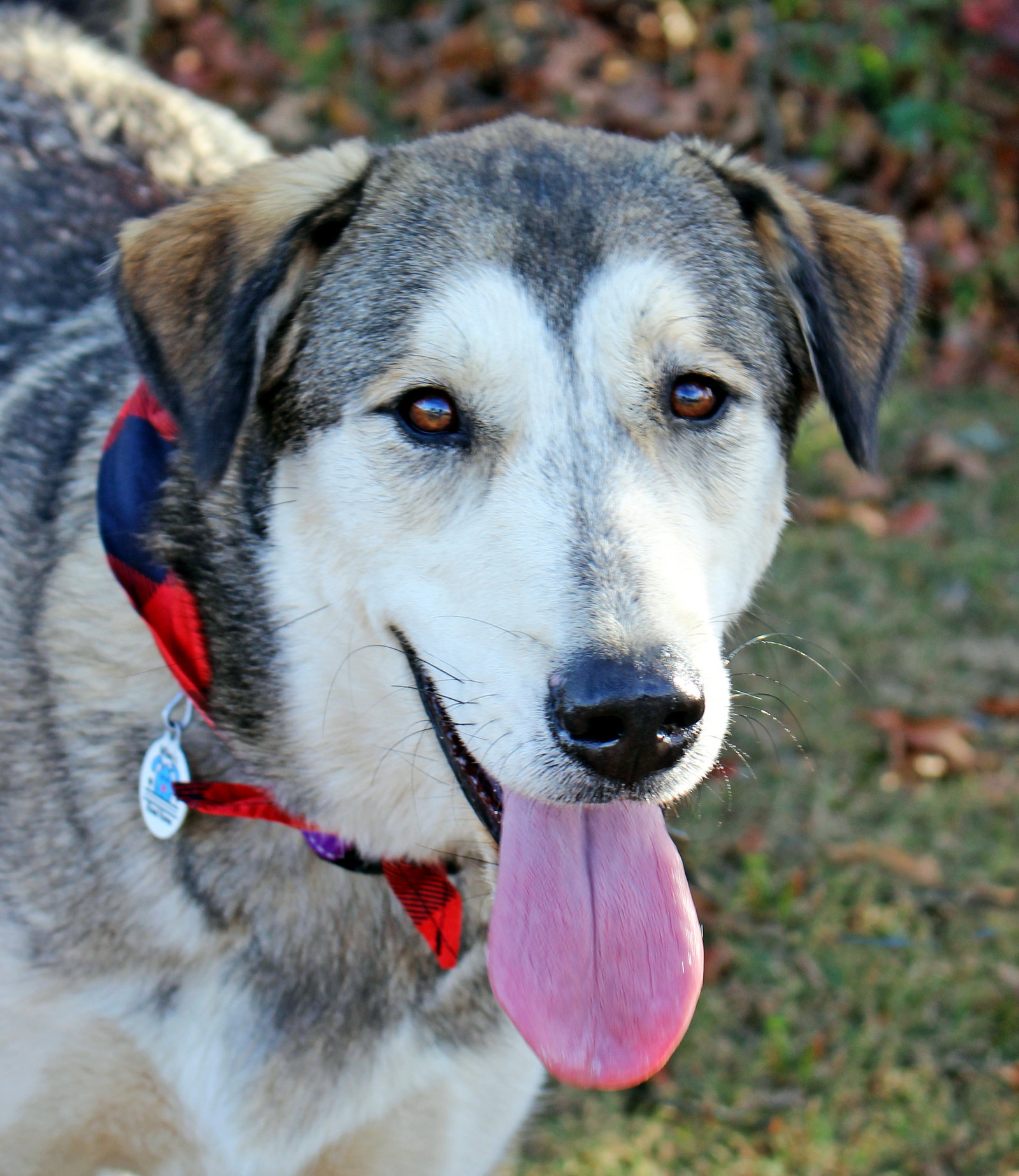 Dog for Adoption - Tundra *LOCAL*, a Alaskan Malamute in Norton, MA ...