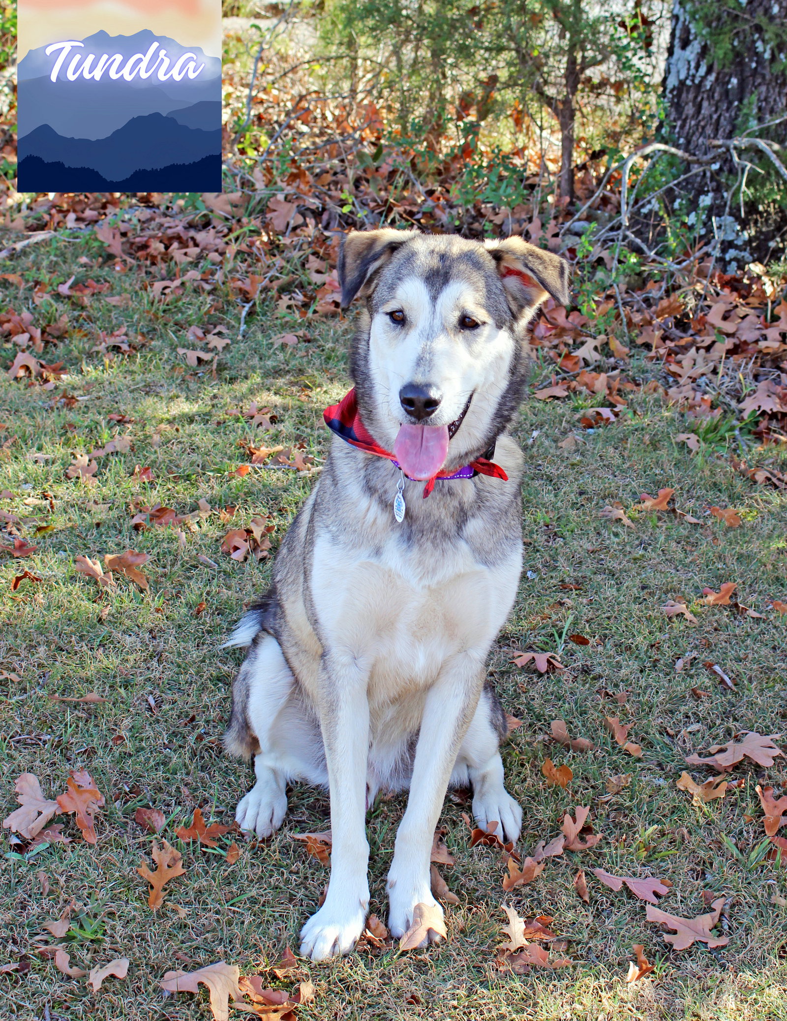 Dog for Adoption - Tundra *LOCAL*, a Alaskan Malamute in Norton, MA ...