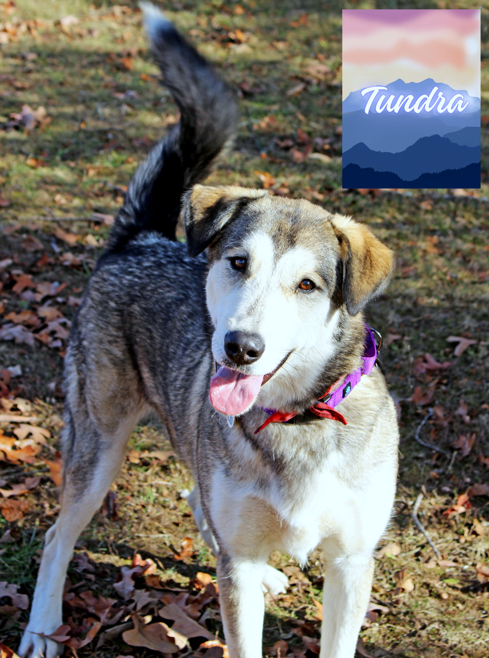 Dog for Adoption - Tundra *LOCAL*, a Alaskan Malamute in Norton, MA ...