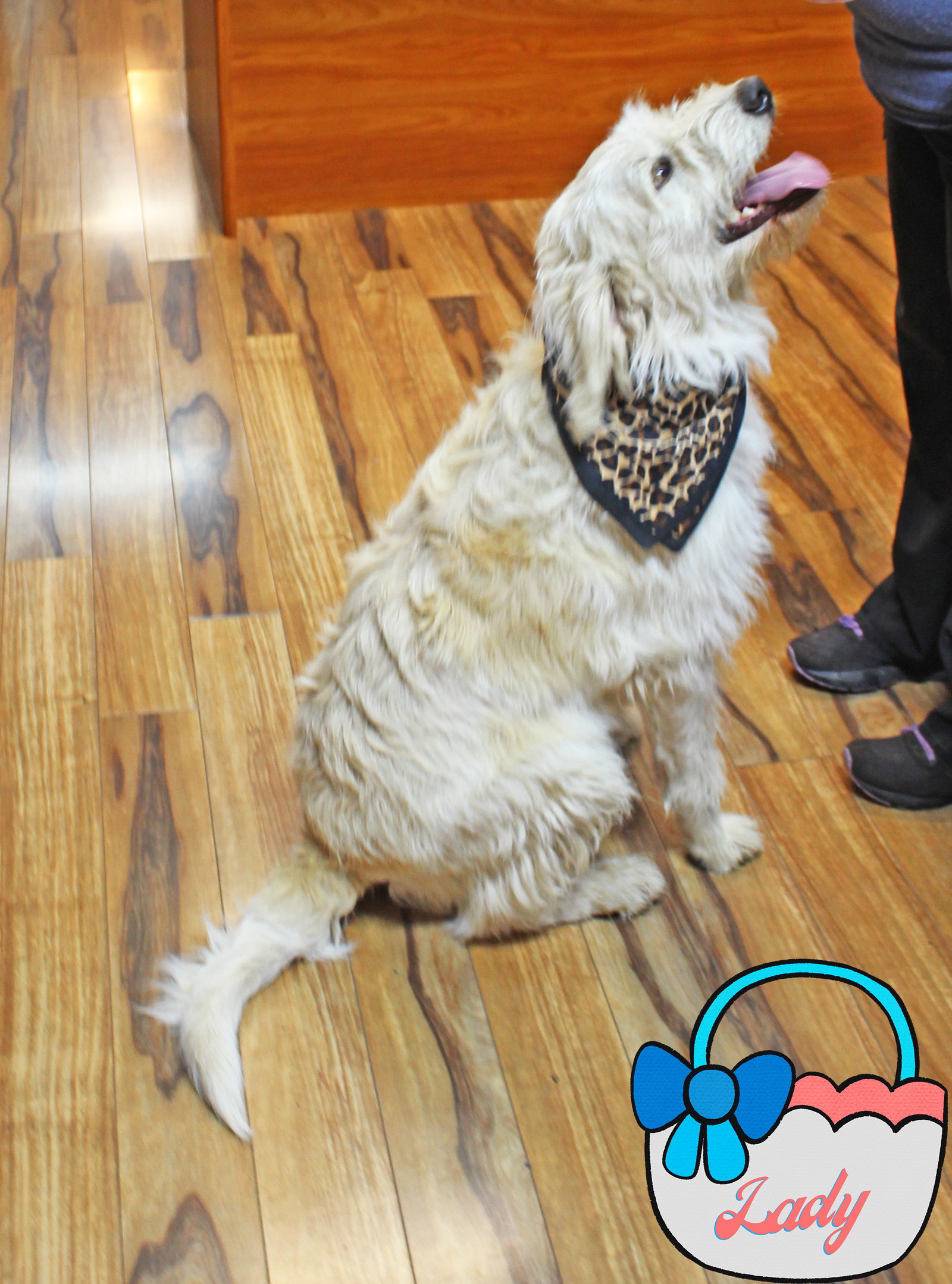 Dog for Adoption - Lady Scruff, a Terrier in Acushnet, MA | Alpha Paw