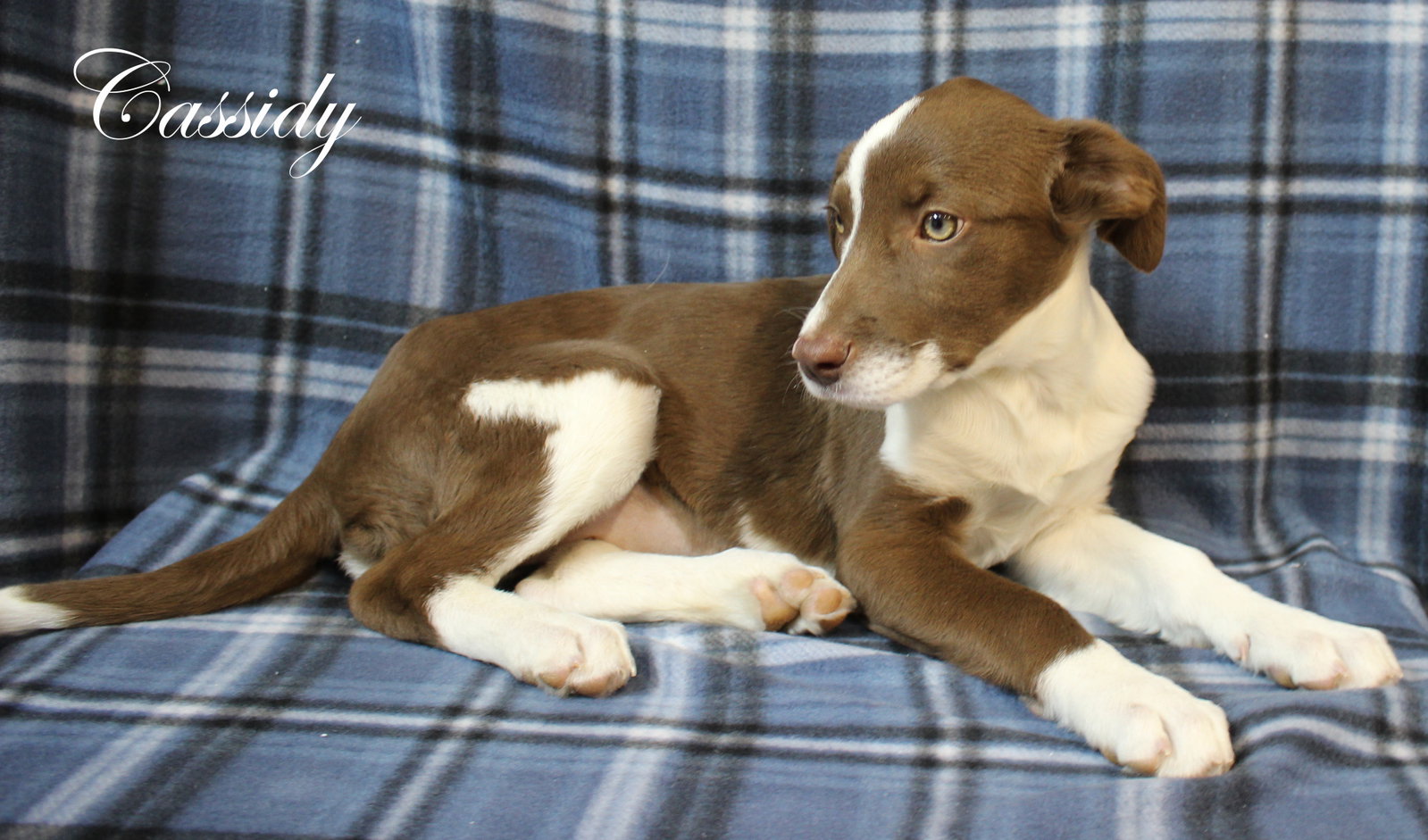 Dog for Adoption - Cassidy Sundance, a Border Collie in Mansfield, MA ...