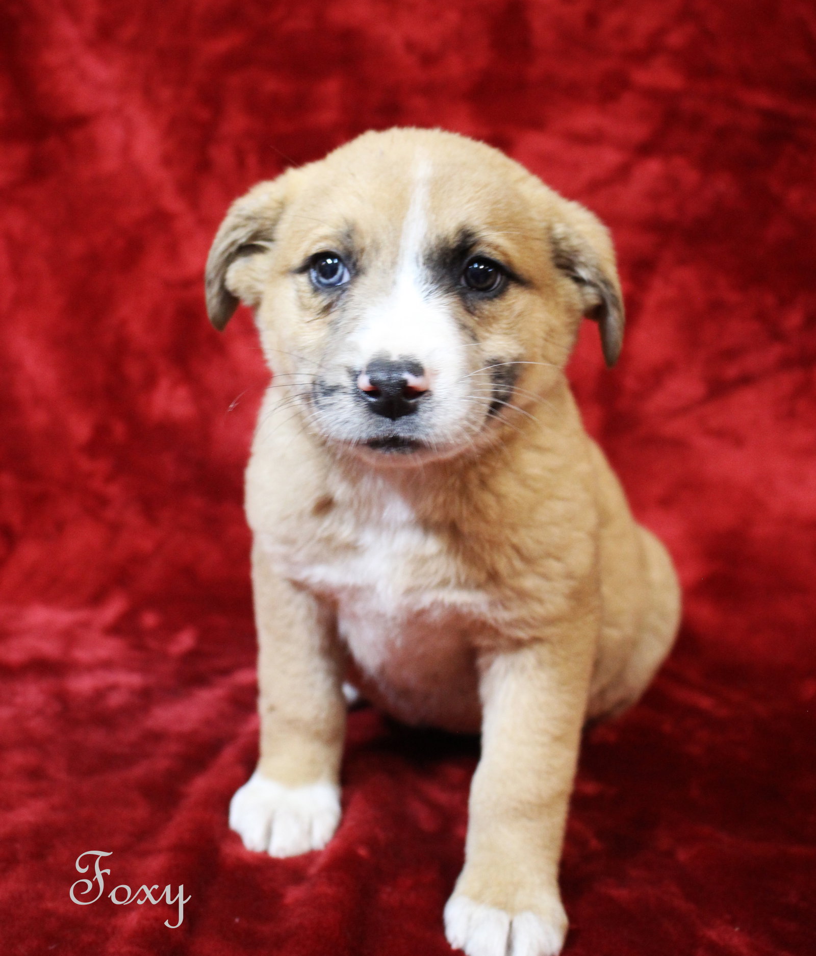 Dog for Adoption - Foxy SmokeyNBandit, a Catahoula Leopard Dog in ...