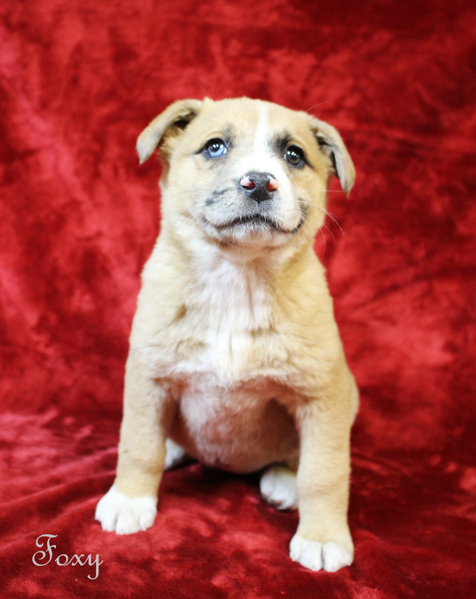 Dog for Adoption - Foxy SmokeyNBandit, a Catahoula Leopard Dog in ...