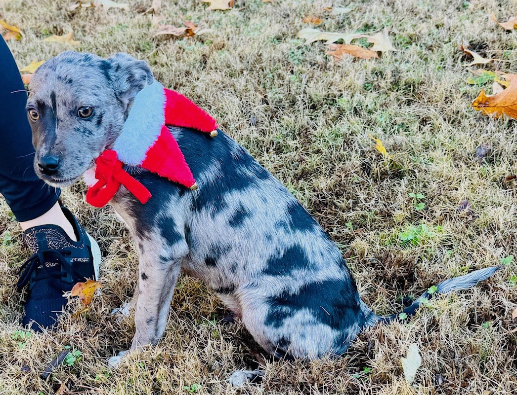 Dog for Adoption - Ralphie HappyHoliday *LOCAL*, a Jack Russell Terrier ...