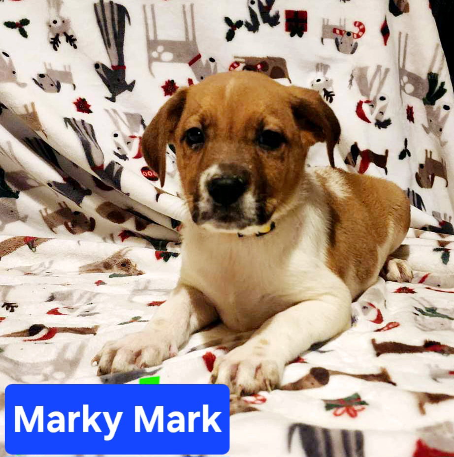 Dog for Adoption - Marky Mark Macho, a Black Mouth Cur in Wareham ...