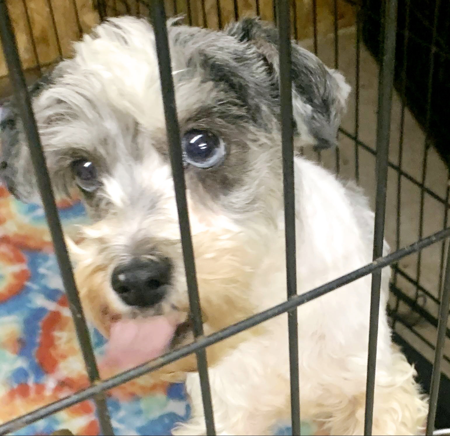 Dog for Adoption - Charlie Schnauz, a Miniature Schnauzer in East ...
