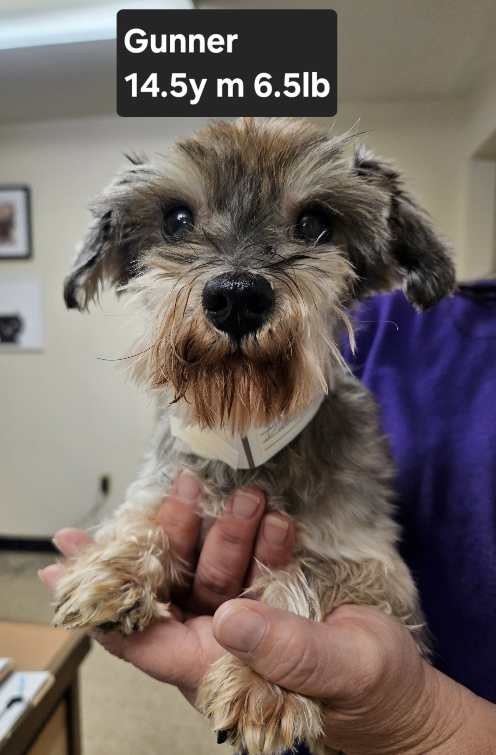 Dog for Adoption - Gunner Schnauz, a Miniature Schnauzer in Baltic, CT ...