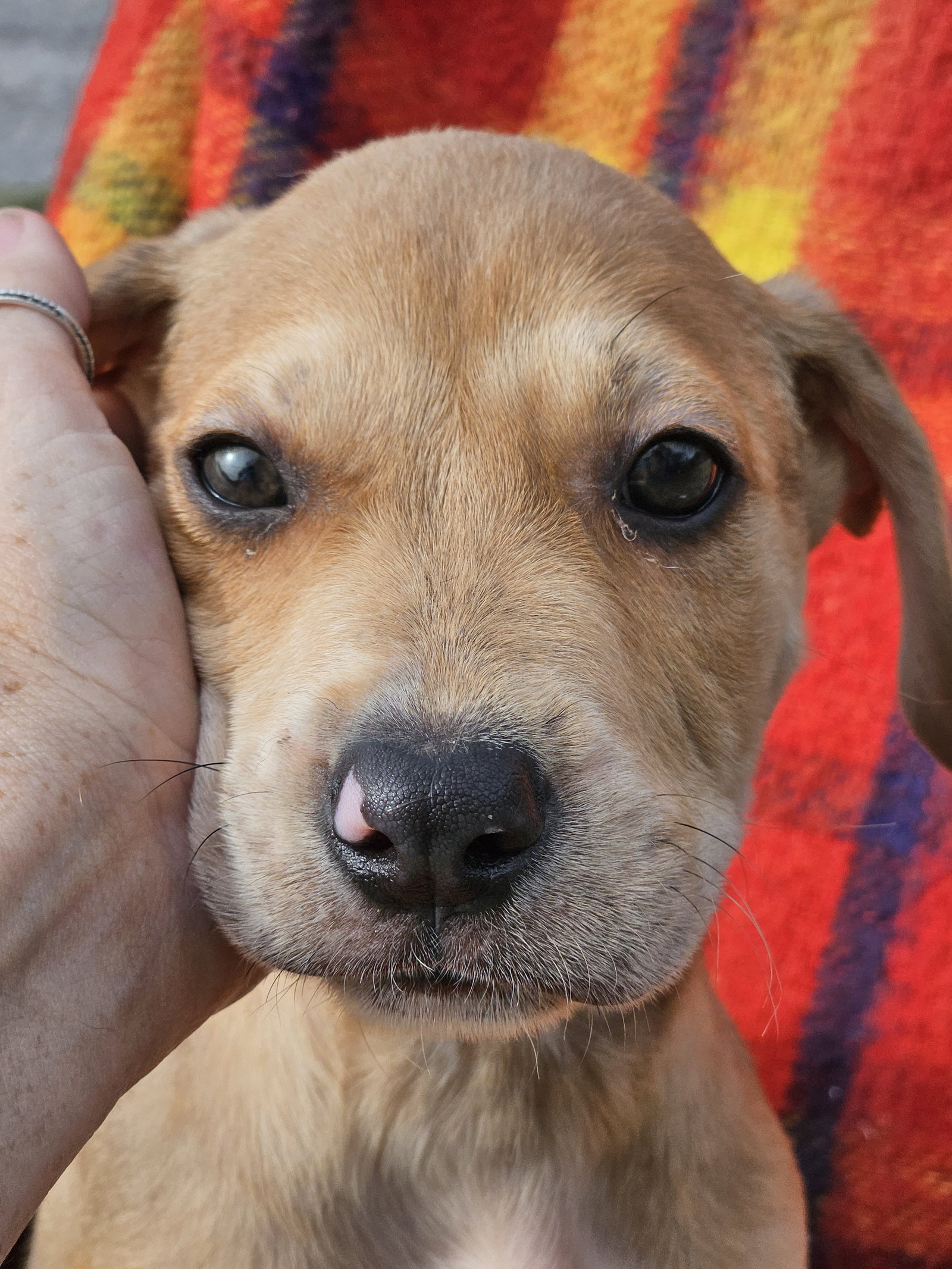 Dog for Adoption - Superman SuperHero *LOCAL*, a Beagle in Marion ...