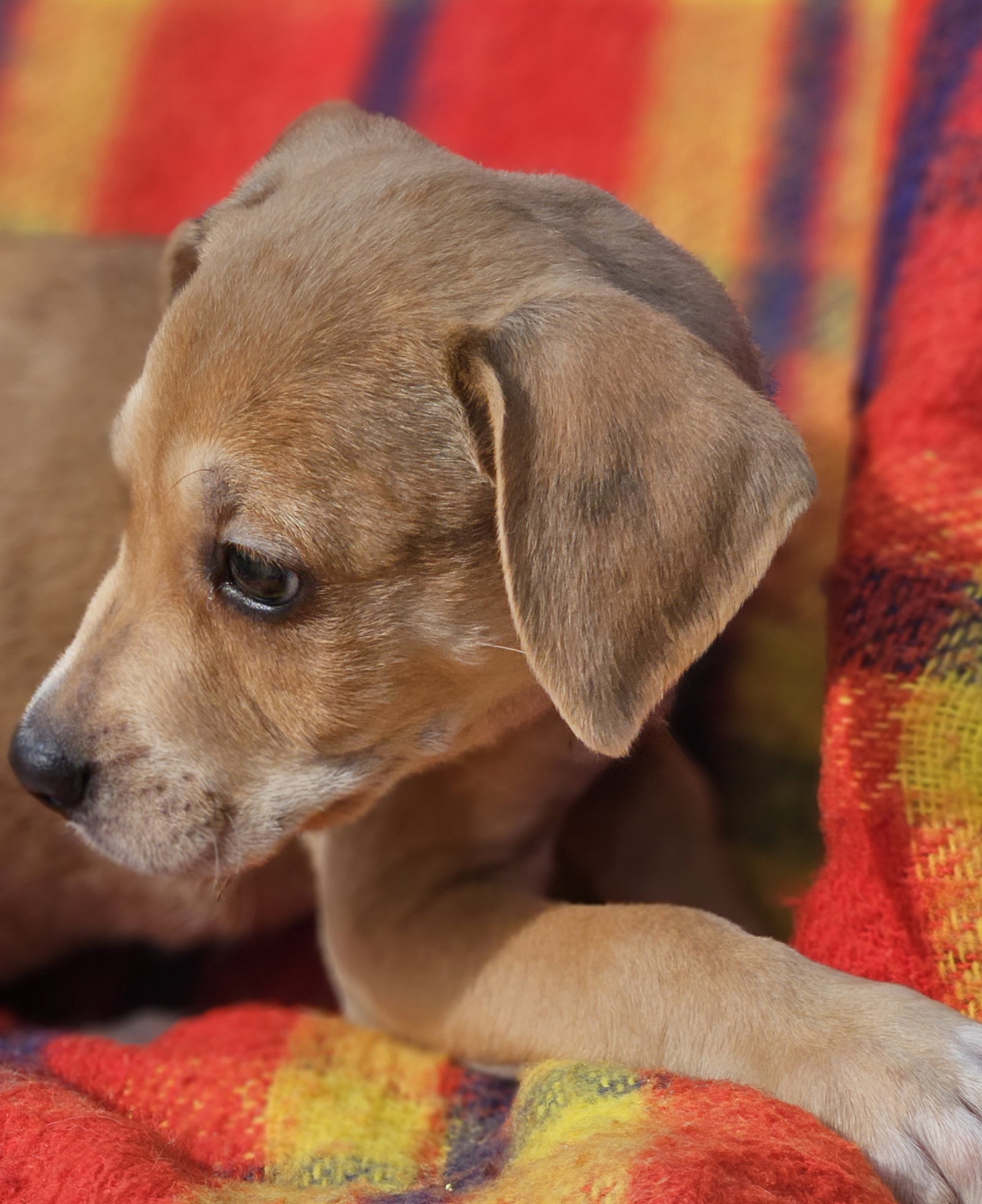 Dog for Adoption - Superman SuperHero *LOCAL*, a Beagle in Marion ...