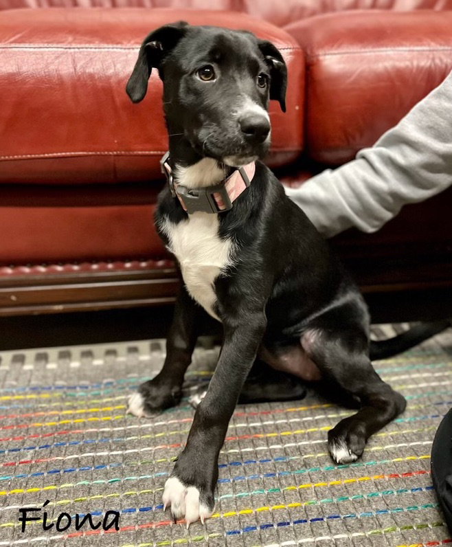Dog for Adoption - Fiona Shrek, a Labrador Retriever in Berkley, MA ...