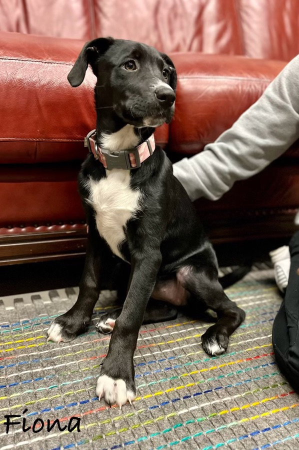 Dog for Adoption - Fiona Shrek, a Labrador Retriever in Berkley, MA ...