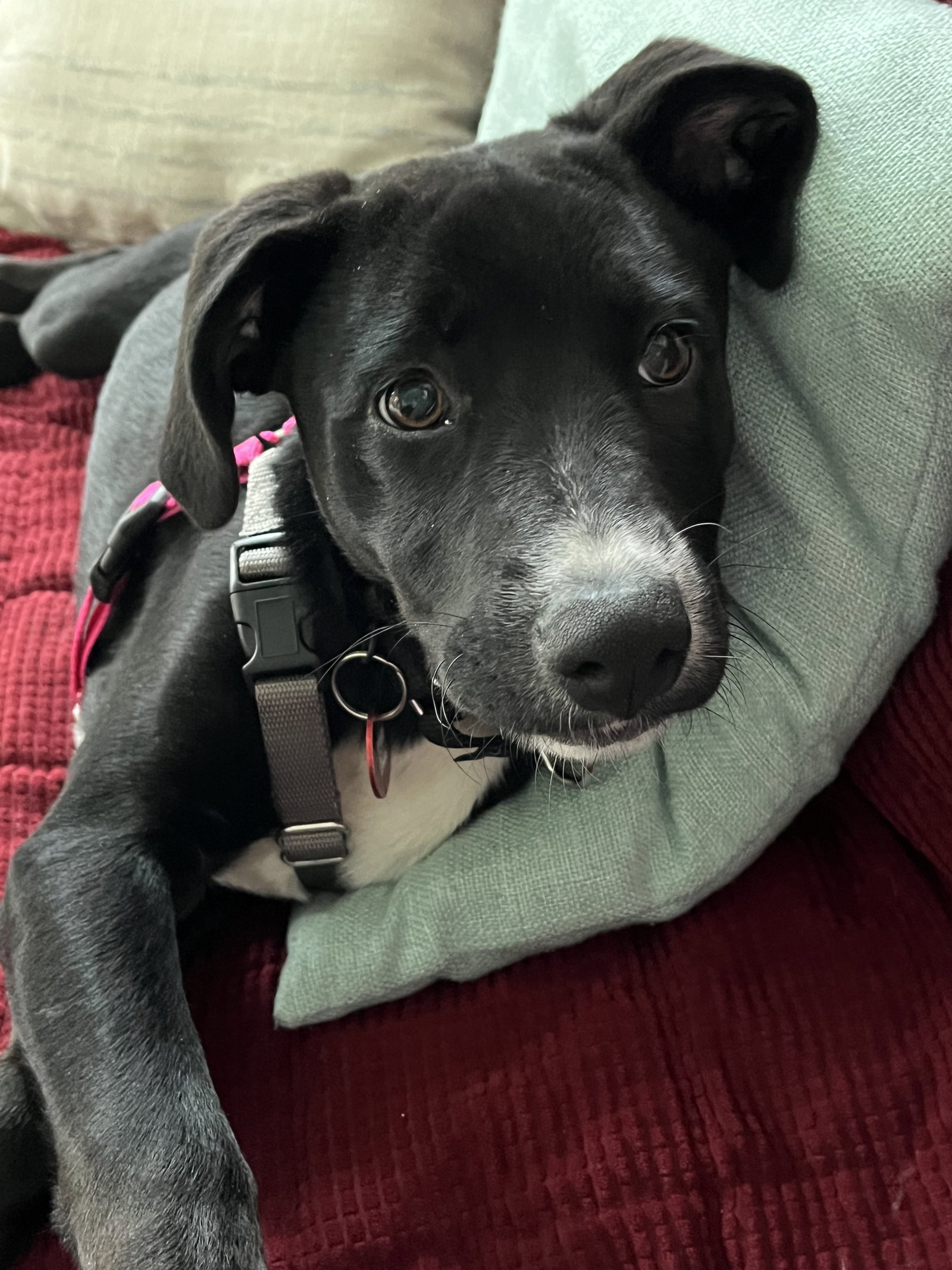 Dog for Adoption - Fiona Shrek *LOCAL*, a Labrador Retriever in Oak ...