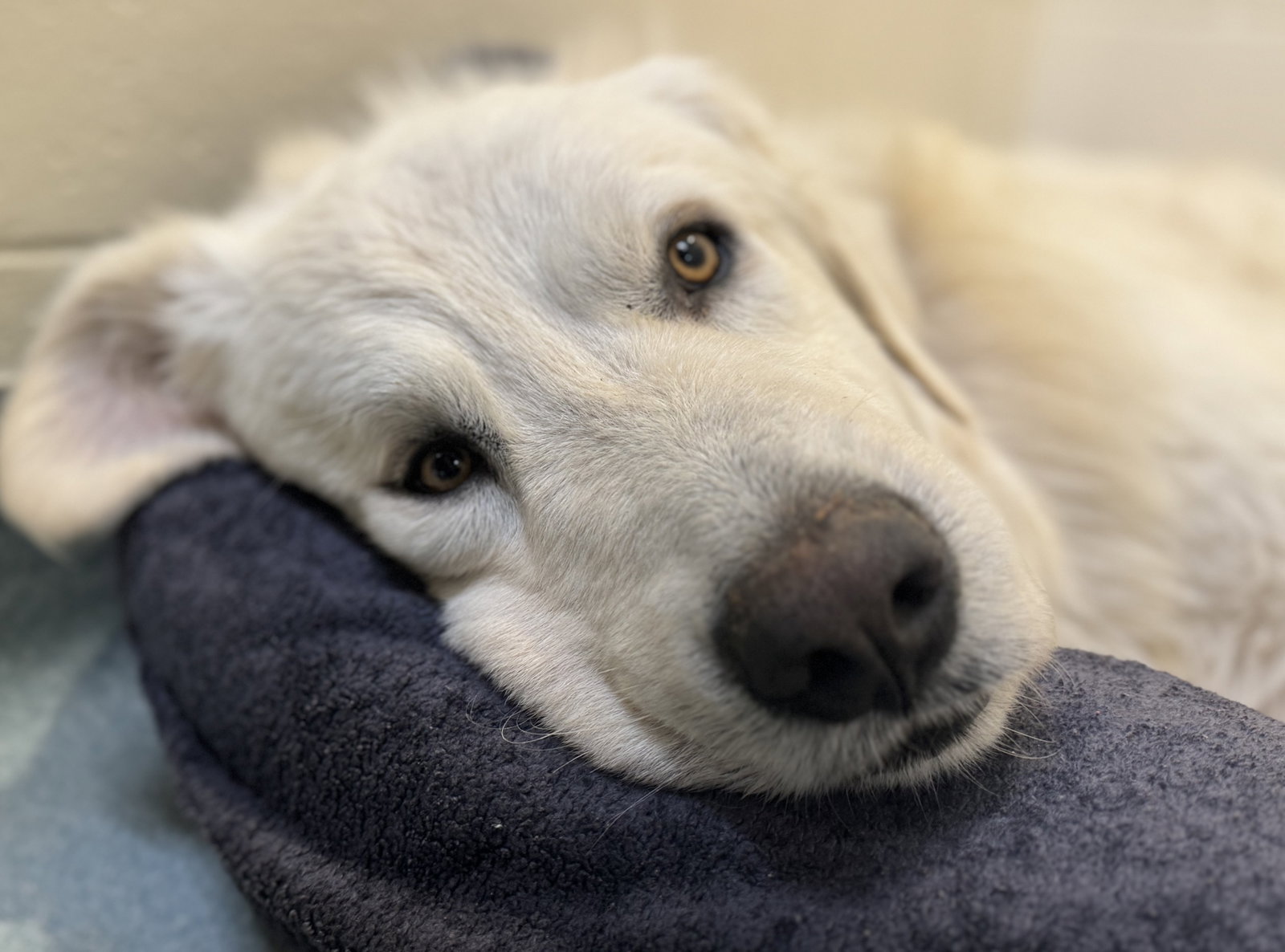 Dog for Adoption - Kord *LOCAL*, a Great Pyrenees in Acushnet Center ...