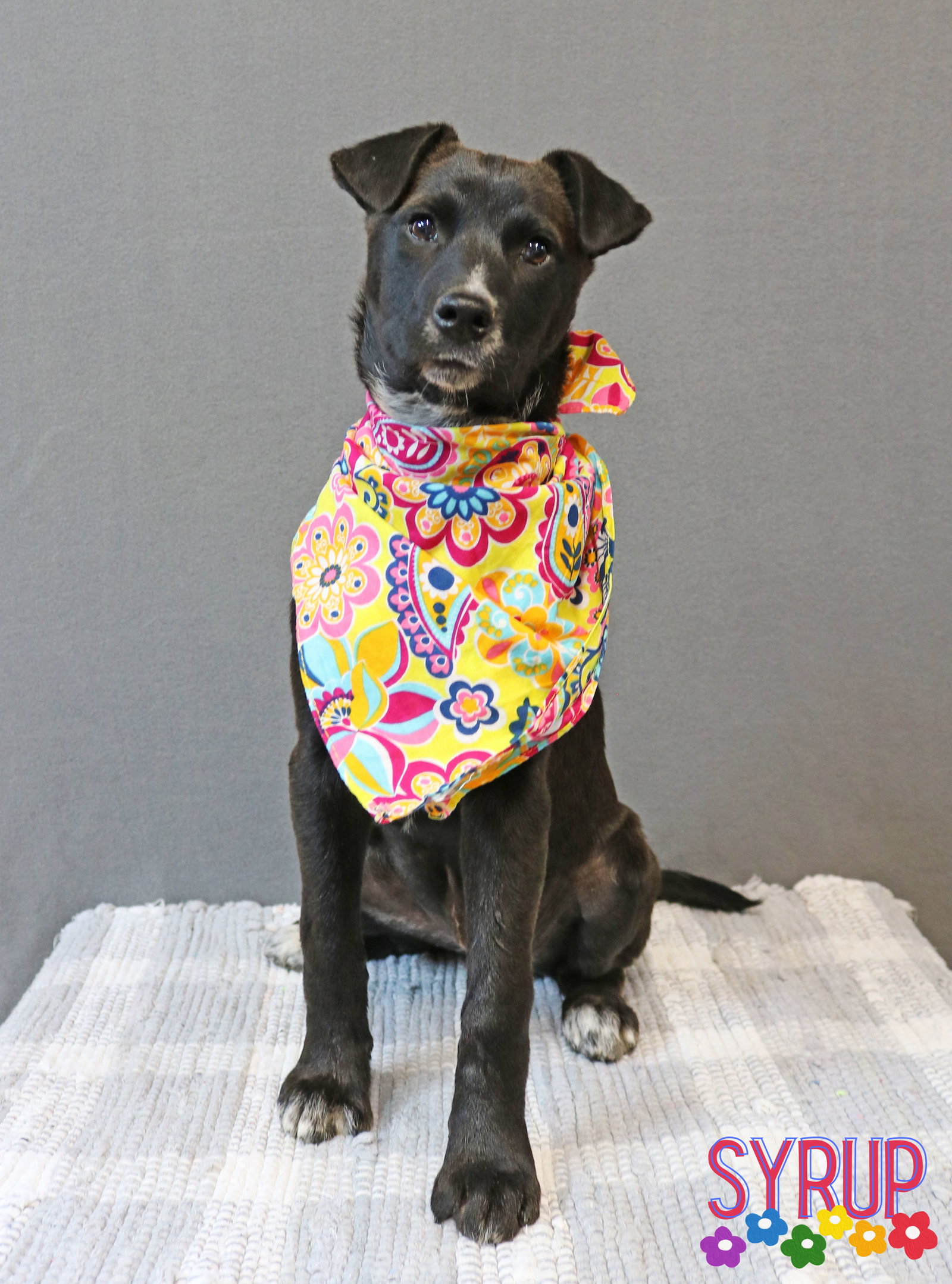 Dog for Adoption - Syrup Condiment, a Border Collie in New Bedford, MA ...
