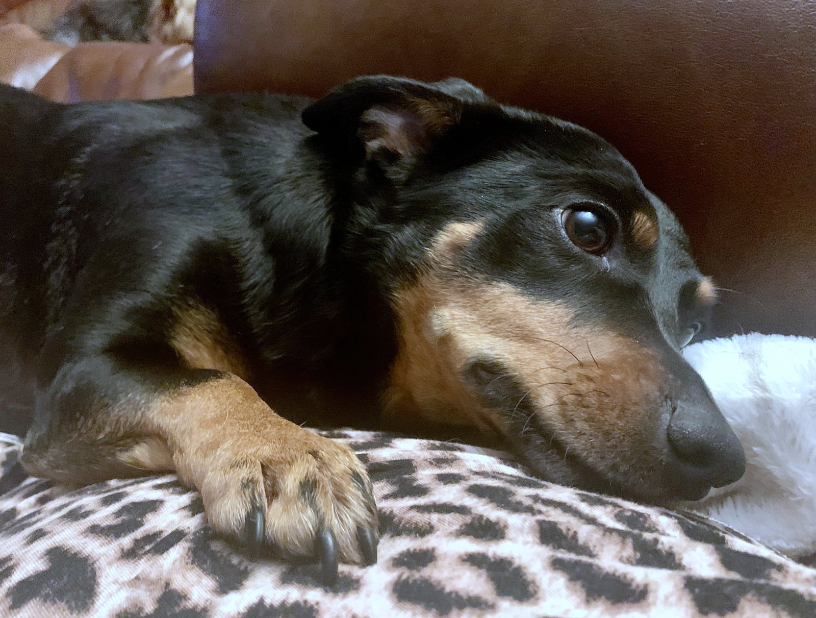 Dog for Adoption - Mac *LOCAL*, a Dachshund in New London, CT | Alpha Paw
