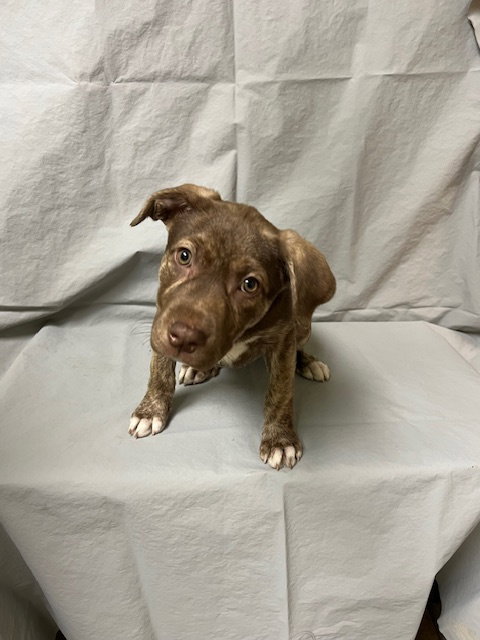 Dog for Adoption - Charlie Plott, a Plott Hound in Chester Center, CT ...