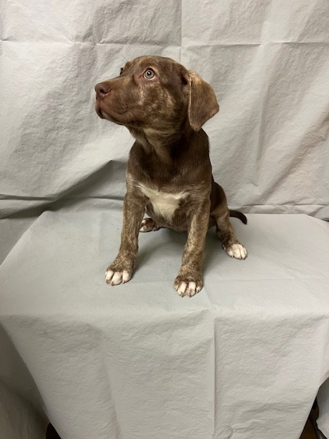Dog for Adoption - Charlie Plott, a Plott Hound in Chester Center, CT ...