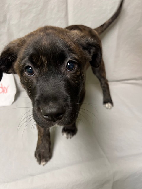Dog for Adoption - Schroeder Plott, a Plott Hound in Acushnet Center ...
