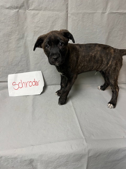 Dog for Adoption - Schroeder Plott, a Plott Hound in Acushnet Center ...