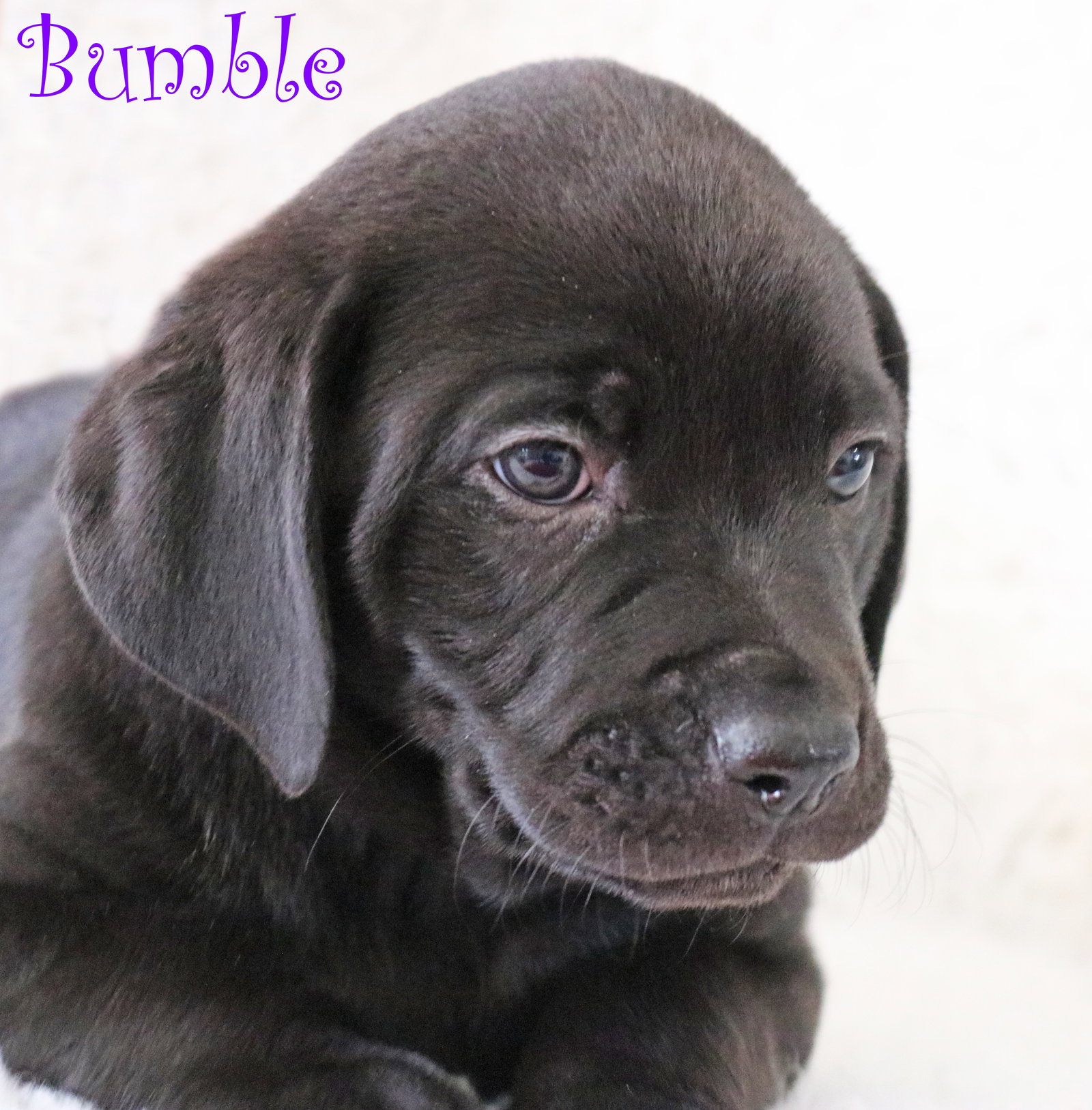 Dog for Adoption - Bumble Bee *LOCAL*, a Labrador Retriever in Groton ...